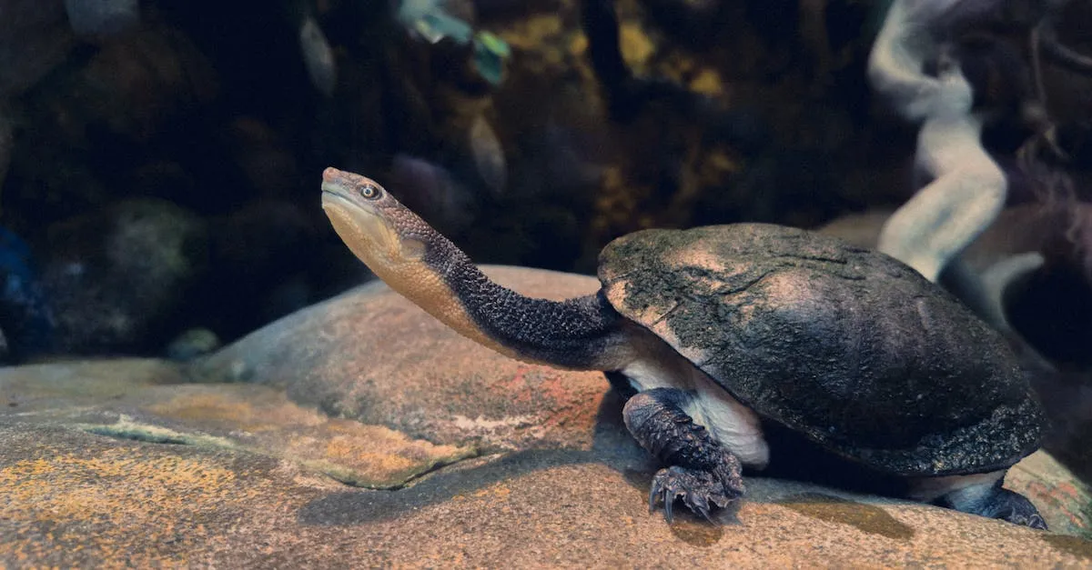 The Florida Softshell Turtle Bite: A Complete Guide - Eye And Pen