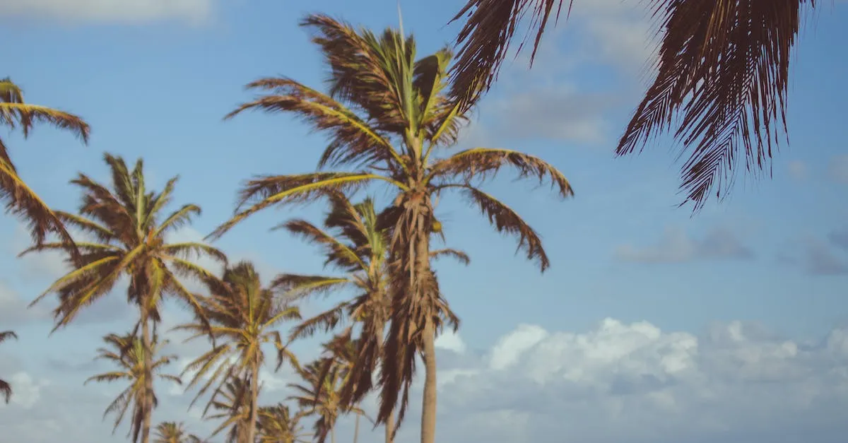 Coconut Trees In Texas: Can They Grow In The Lone Star State?